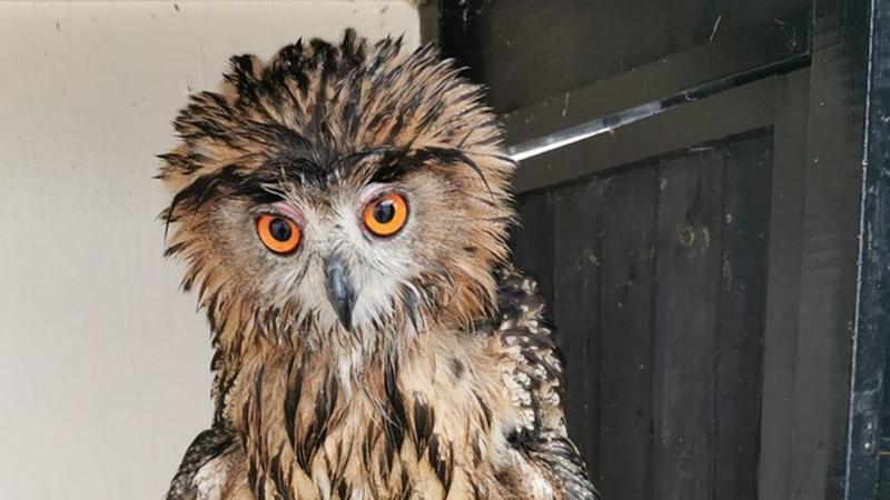 Wiltshire missing eagle owl found after 13 months - BBC News