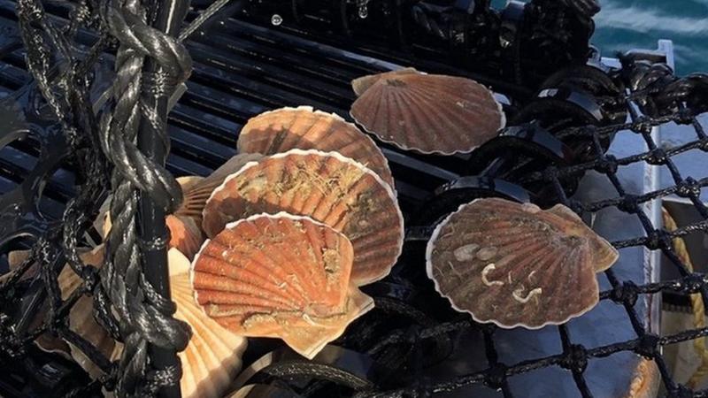 'Disco scallops' caught with illuminated pots added to menus - BBC News