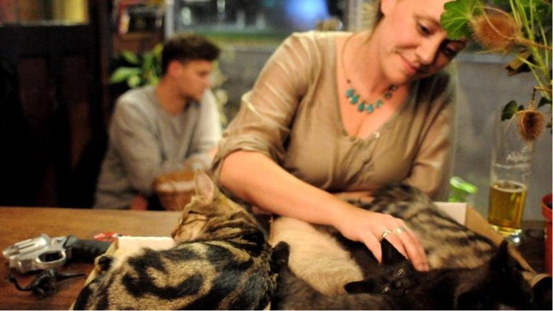 The pub full of cats bringing feline fans to Bristol - BBC News