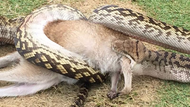 How a giant python swallowed an Indonesian woman - BBC News