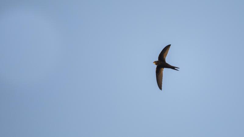 RSPB seeks West Midlands volunteers to help protect swifts - BBC News