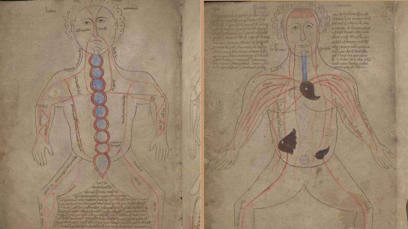 Cambridge University exhibition reveals medieval medical cures - BBC News