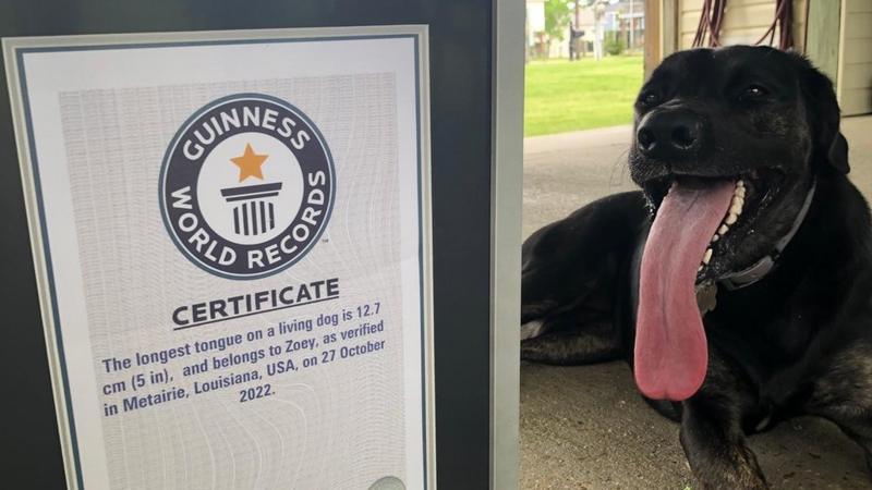 Bella the cat breaks 'loudest purr' world record - BBC News