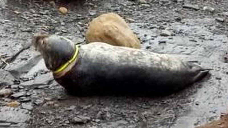 Second seal found with plastic ring round its neck - BBC News