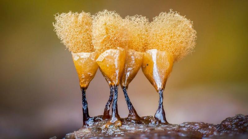 Slime mould - a hidden wonderland brought to life in photos - BBC News
