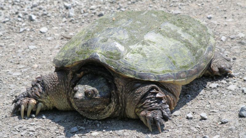 Turtle disaster avoided with roadkill rescue - BBC News