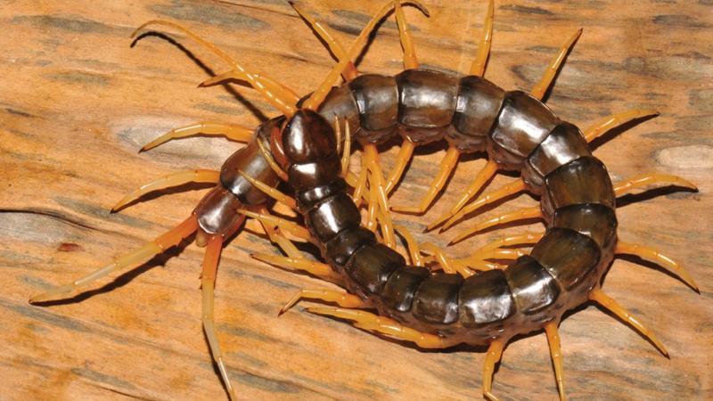 Rare and venomous centipede found in Nottinghamshire for first time ...