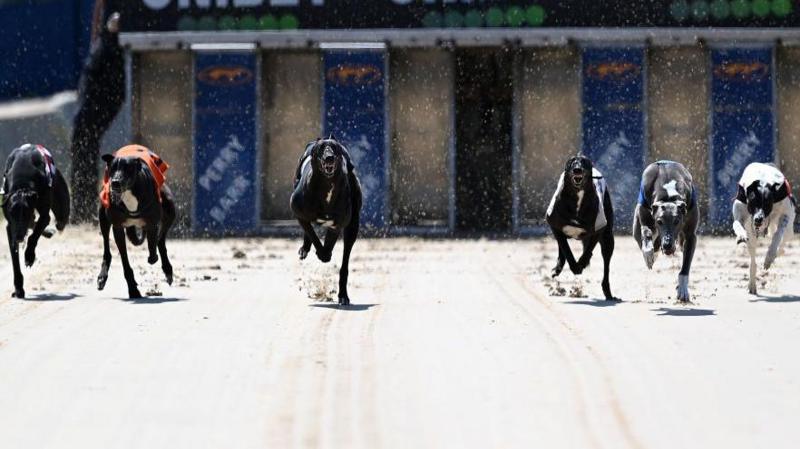 The battle to ban greyhound racing in Scotland - BBC News