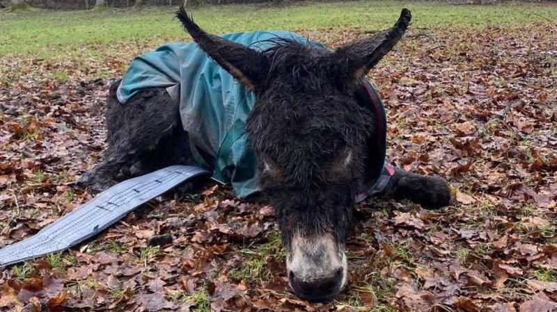 Donkey rescued in Abermule by fire service after fall down slope - BBC News