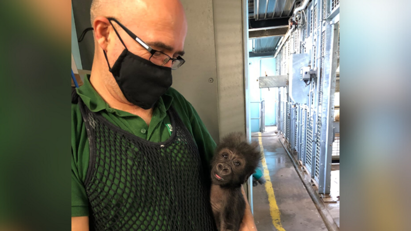 Bristol Zoo: Raising baby gorillas at home an 'amazing experience ...