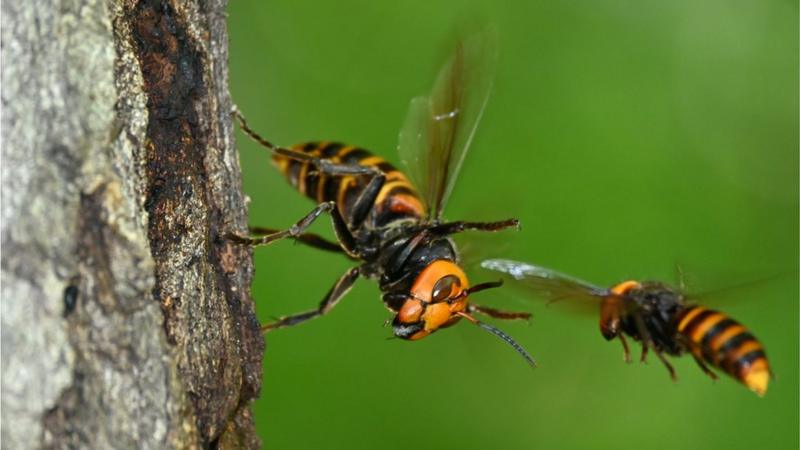 'Murder hornets' eradicated in the US, officials say - BBC News