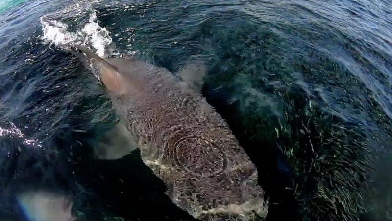 Shark researchers size up real 'Megalodon' for first time - BBC News