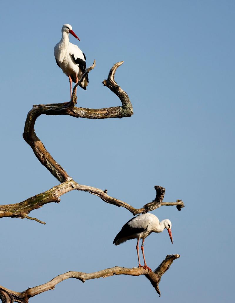 The UK has its very first 'stork village' - BBC Newsround