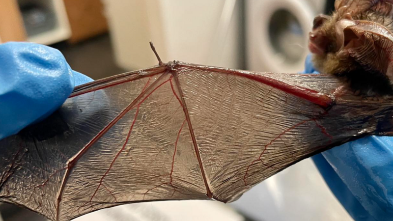 Sticky bat gently rescued from gluey fly trap in Leicestershire home ...