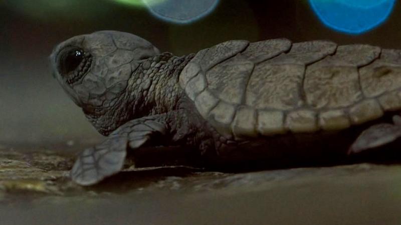 In pictures: India's sea turtles return home to breed - BBC News