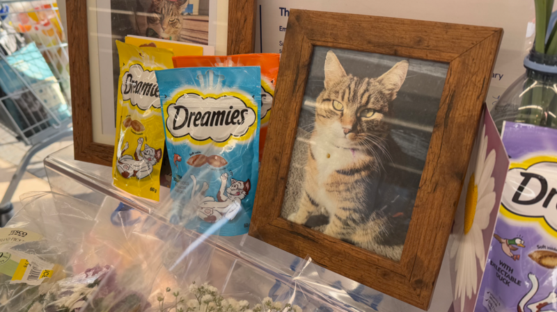 Stowmarket shoppers pay tribute to Oscar, the 'special' Tesco Cat - BBC ...