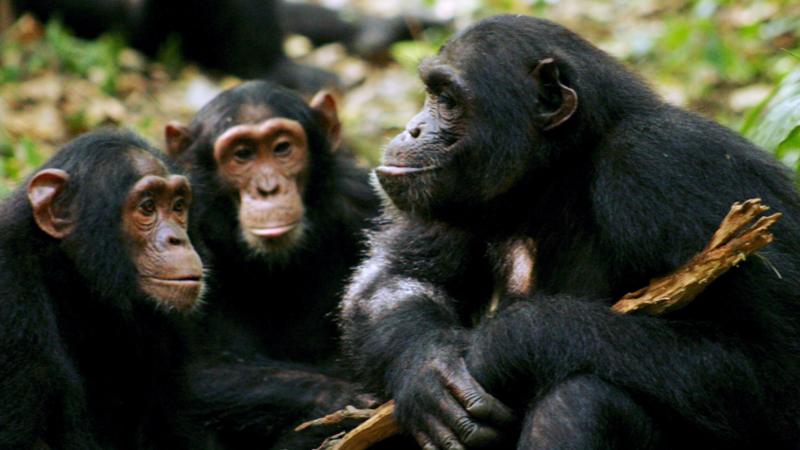 Apes - BBC News