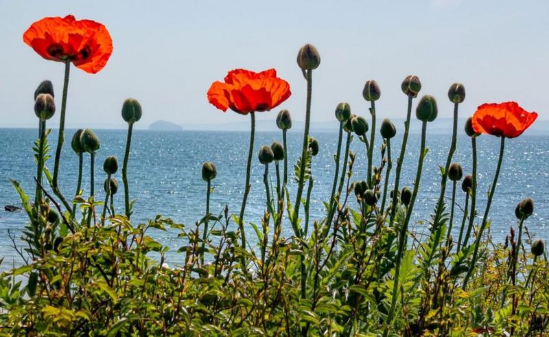 Your pictures of Scotland: 2 to 9 June - BBC News