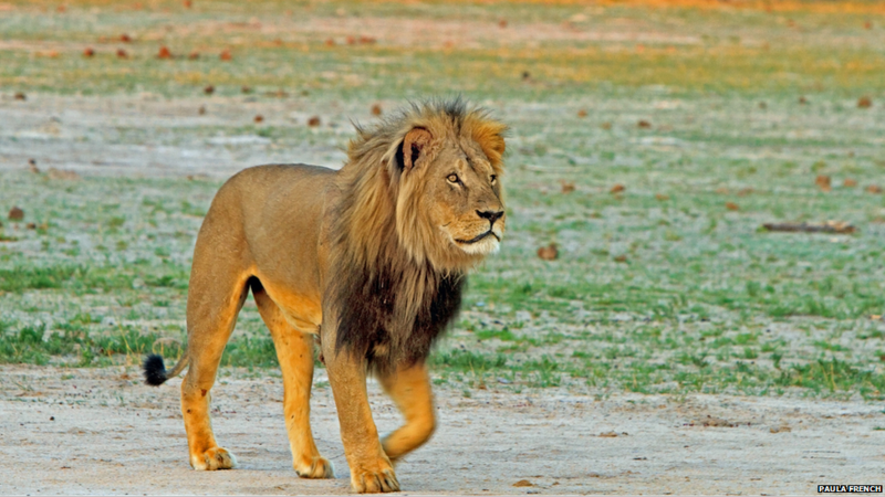 Zimbabwe's 'iconic' lion Cecil killed by hunter - BBC News