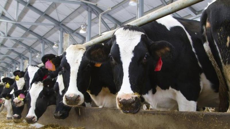 'Mad cow disease': What is BSE? - BBC News