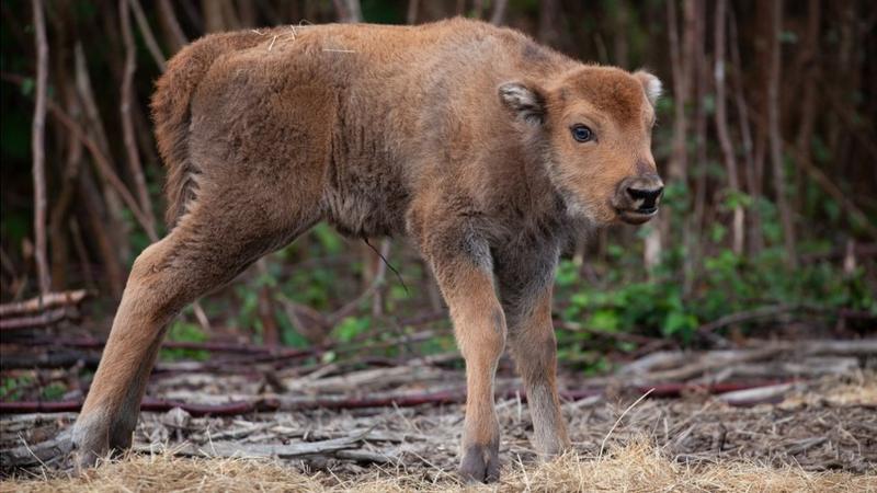 Bison bridges: Kent project to be UK first - BBC Newsround