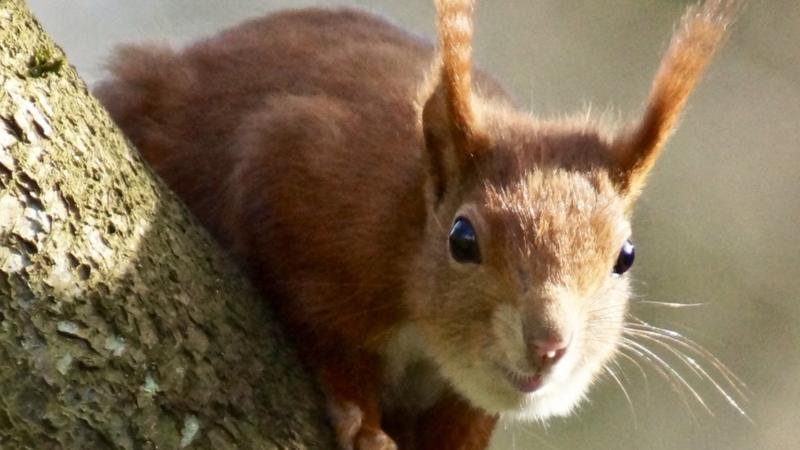 Red squirrels 'thriving' in Mersea Island after reintroduction - BBC News