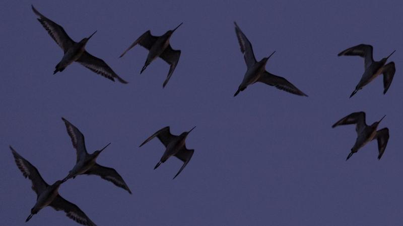 Birds: Bar-tailed Godwit breaks record for longest non-stop flight ...
