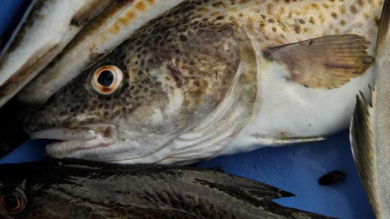Cod and haddock 'may vanish' from Scotland's west coast - BBC News