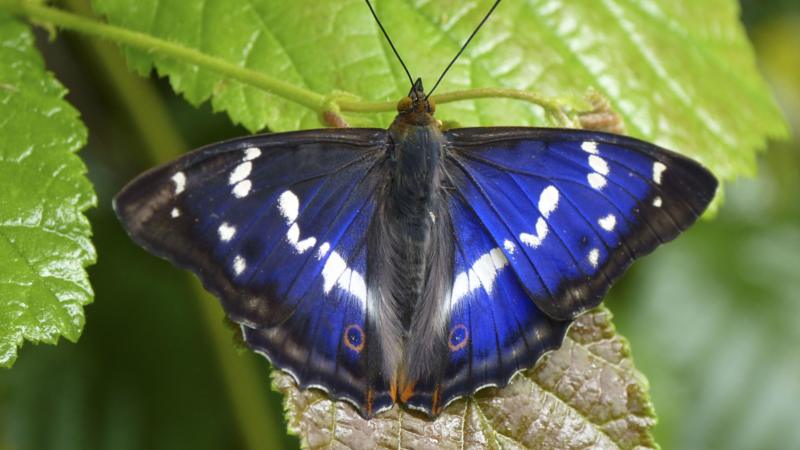 How have UK insects been affected by 2025's hot, sunny weather? - BBC News