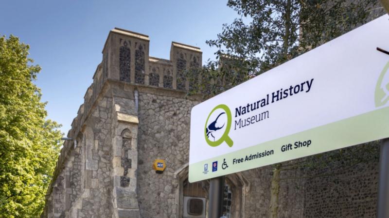 Colchester's Natural History Museum reopens after masonry fall - BBC News
