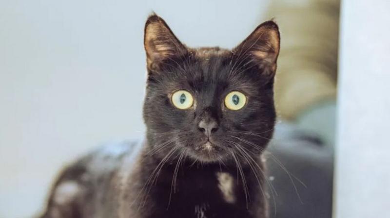 Farnborough: Refuse workers rescue five kittens from bin - BBC News