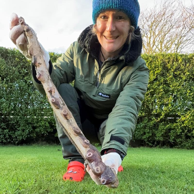 Mystery as remains of seven-arm deep-sea octopus wash up on beach - BBC ...