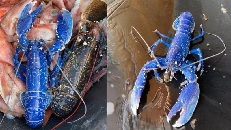 Blue lobsters: What is the rare type of crustacean? - BBC Newsround