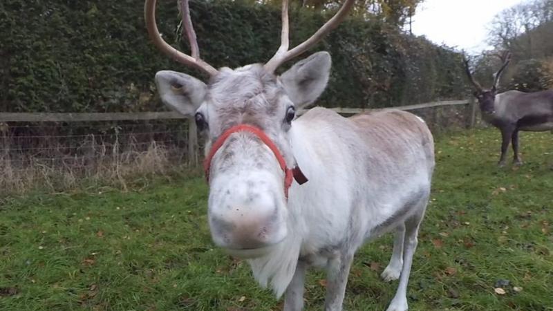 Secret cameras reveal reindeer abuse at animal centres - BBC News