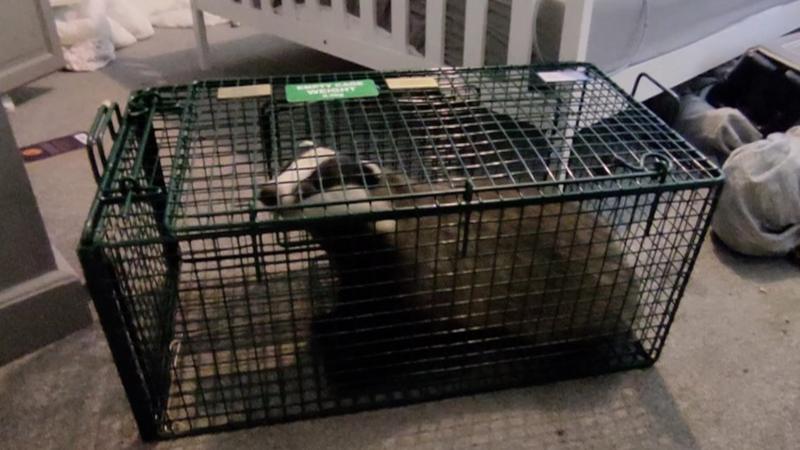 Badger rescued from skate bowl in Newquay - BBC News