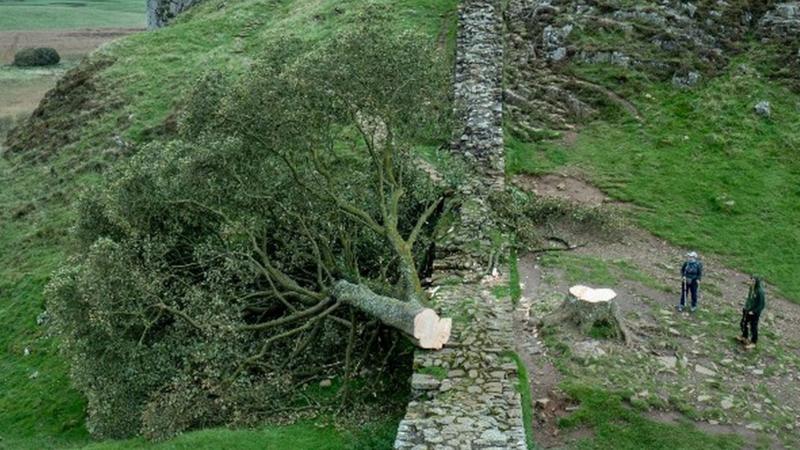Sycamore Gap: Cut down tree could regrow shoots, experts say - BBC News