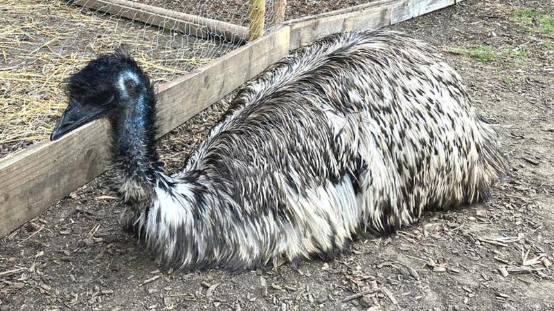 Malmesbury's missing emu found dead after week of searching - BBC News