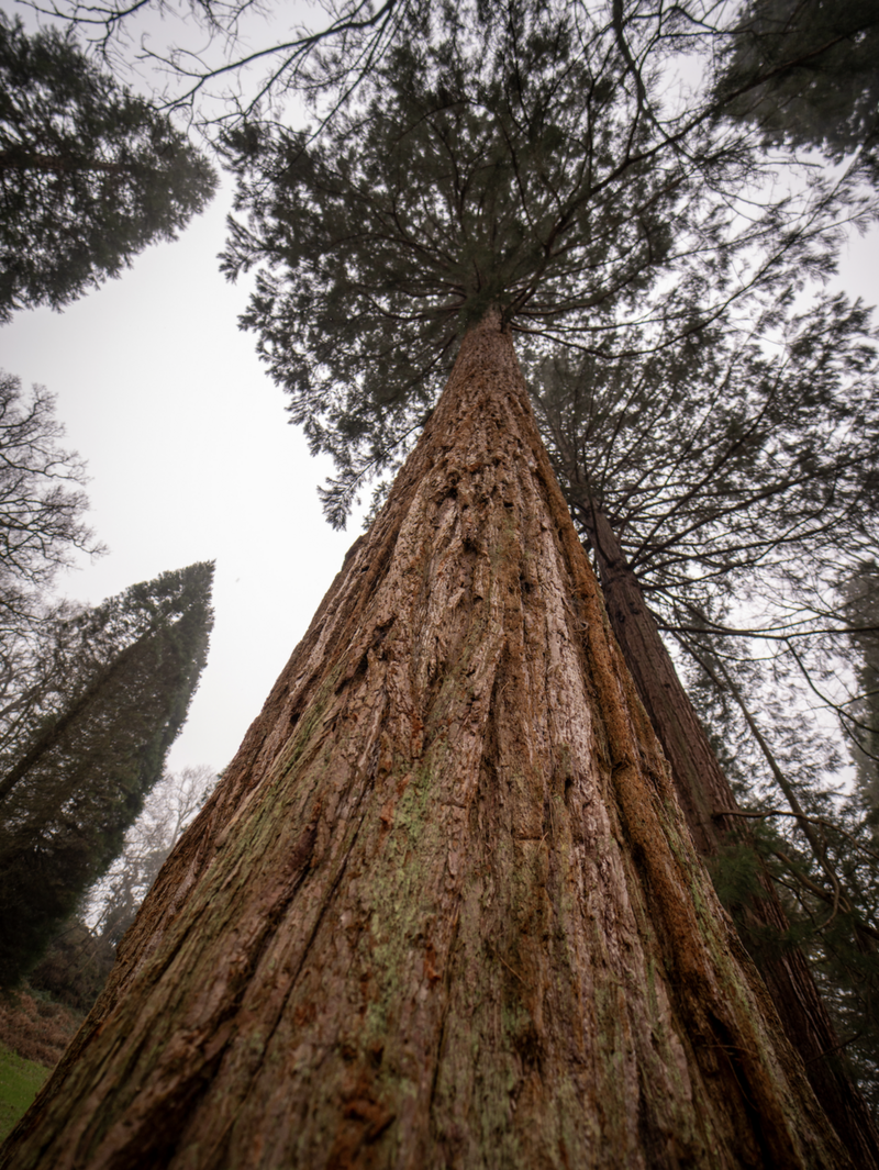 Giant redwoods: World’s largest trees 'thriving in UK' - BBC News