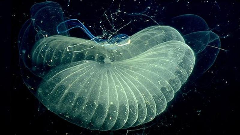 Oldest octopus fossil ever found named after US president - BBC Newsround