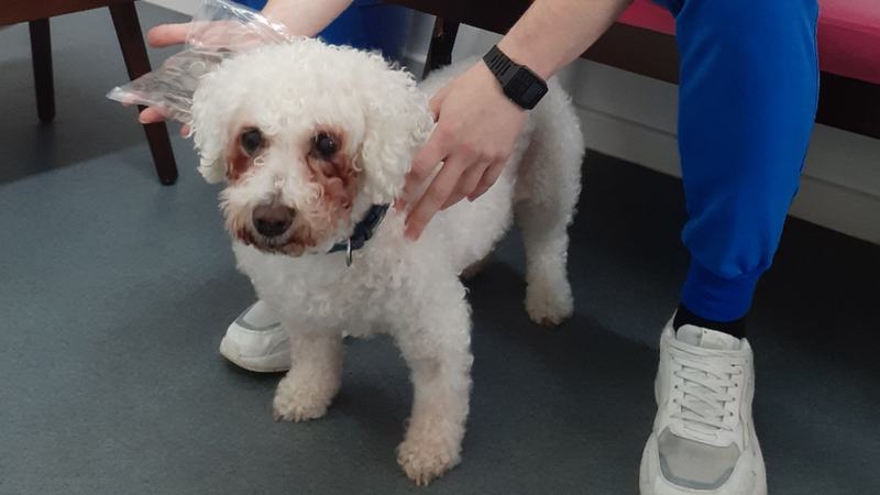 Swindon dog gets surgery after swallowing more than 130 coins - BBC News