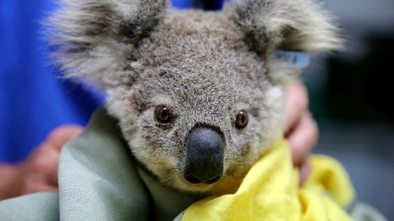 Koalas - BBC News