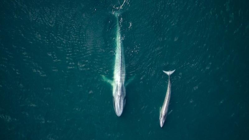 What is the heaviest animal on Earth? - BBC Newsround