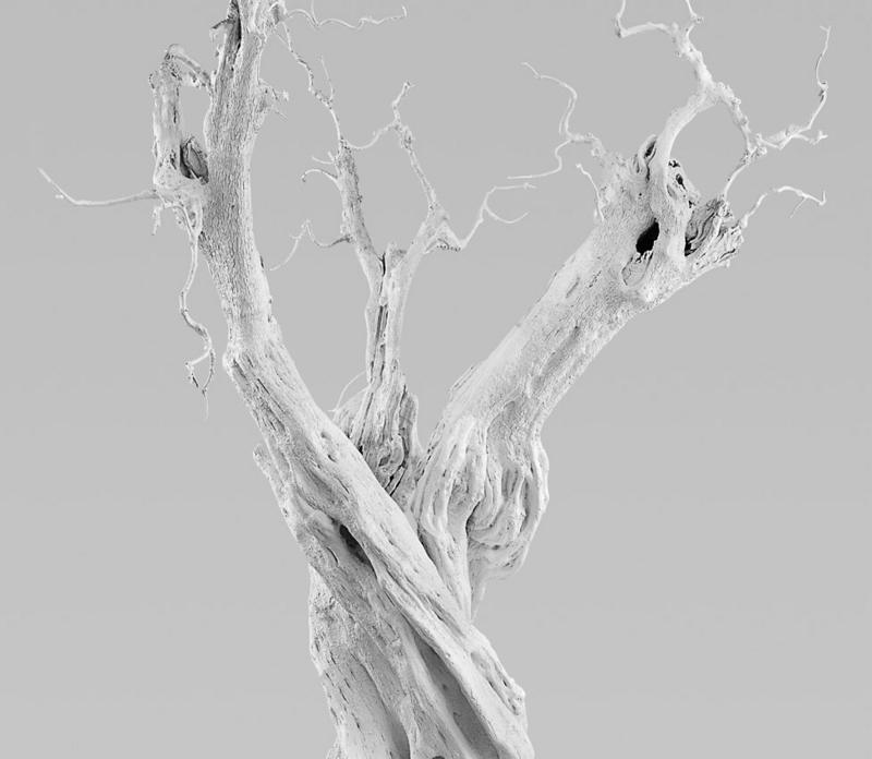The exhibition celebrating the knotty wonder of trees - BBC News
