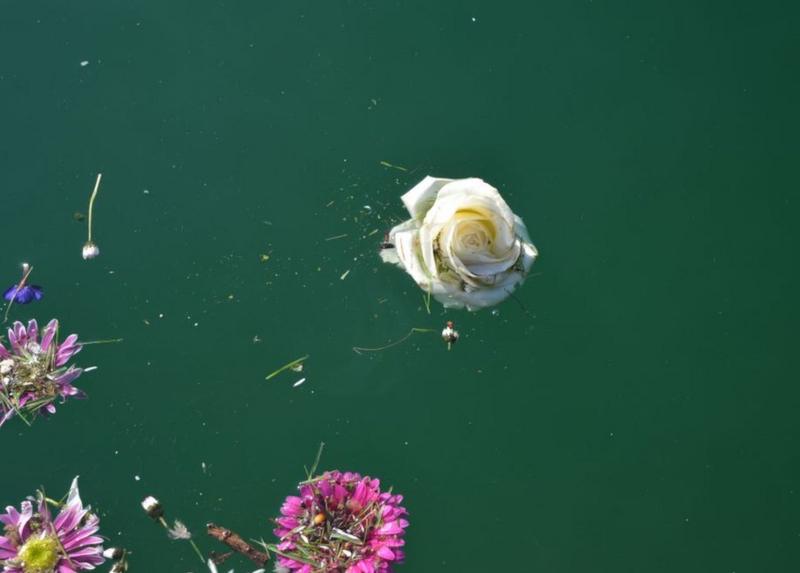 Your pictures on the theme of 'in bloom' - BBC News