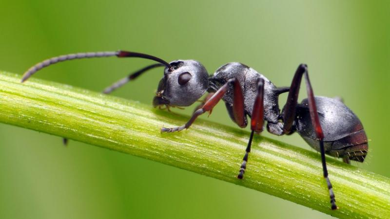 New study reveals how many ants there are in the world - BBC Newsround