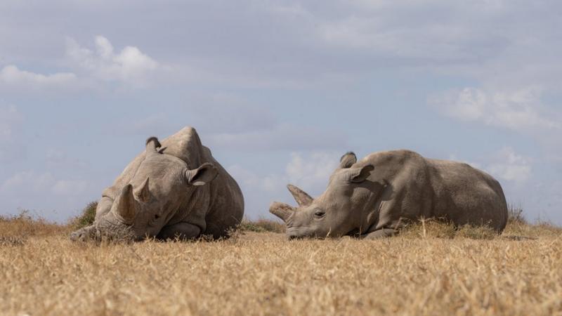 World's first IVF rhino pregnancy 'could save species' - BBC News