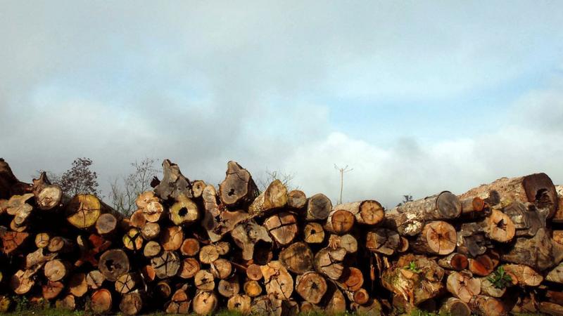 'UK government efforts to end deforestation pointless unless more is ...