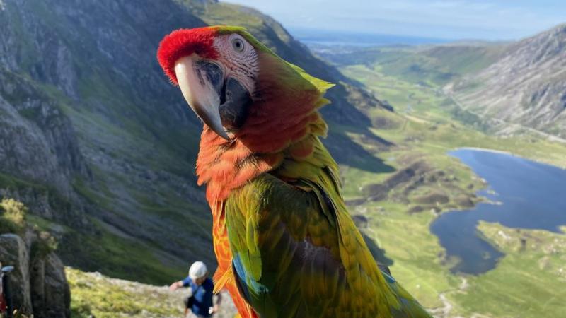 Eryri: Petrified parrot and owner rescued up mountain - BBC News