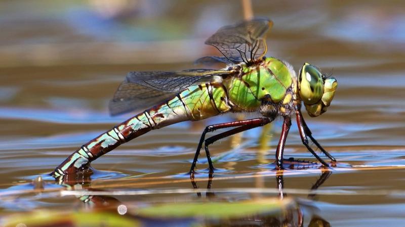 Rare dragonfly spreads its wings from Norfolk and Suffolk - BBC News