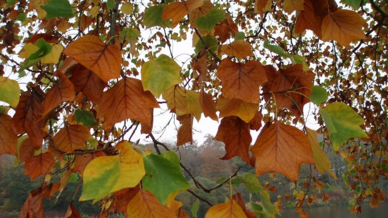 Hottest November day: In pictures - BBC News